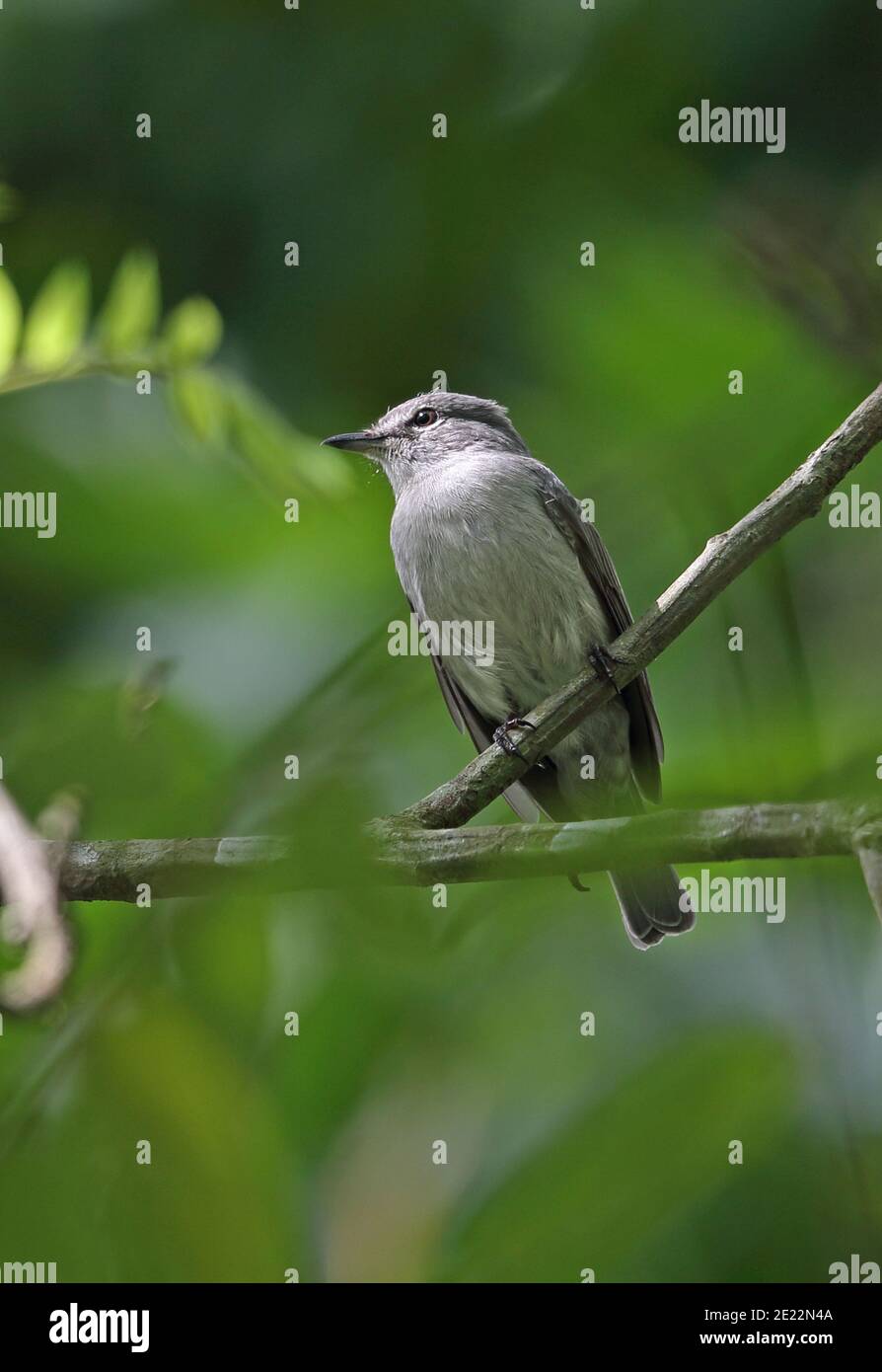 The ashy flycatcher muscicapa caerulescens hi-res stock photography and ...