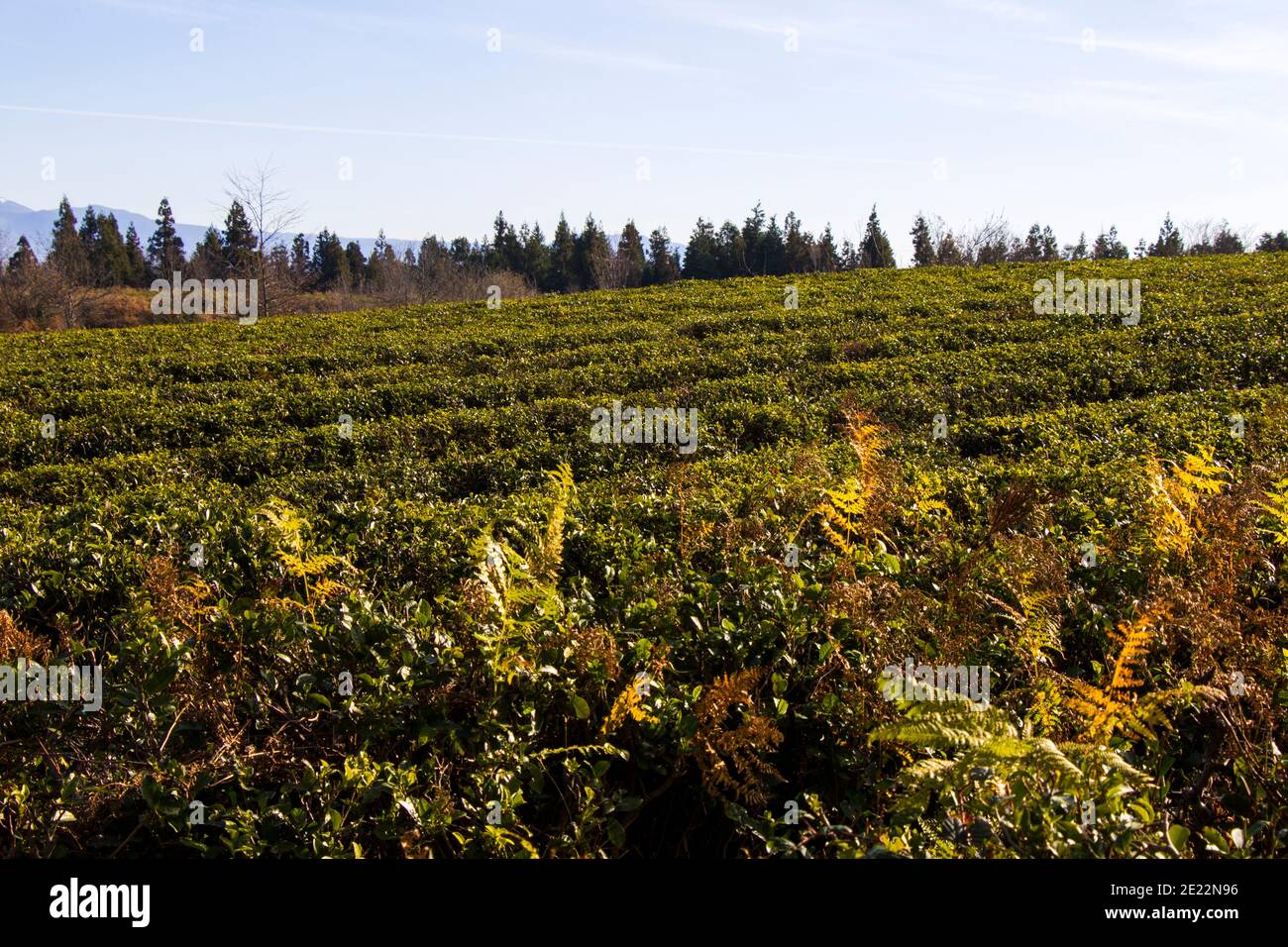 Tea plantations, tea tree field in Georgia Stock Photo - Alamy