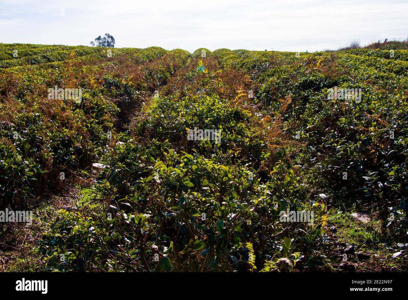 Tea plantations, tea tree field in Georgia Stock Photo - Alamy