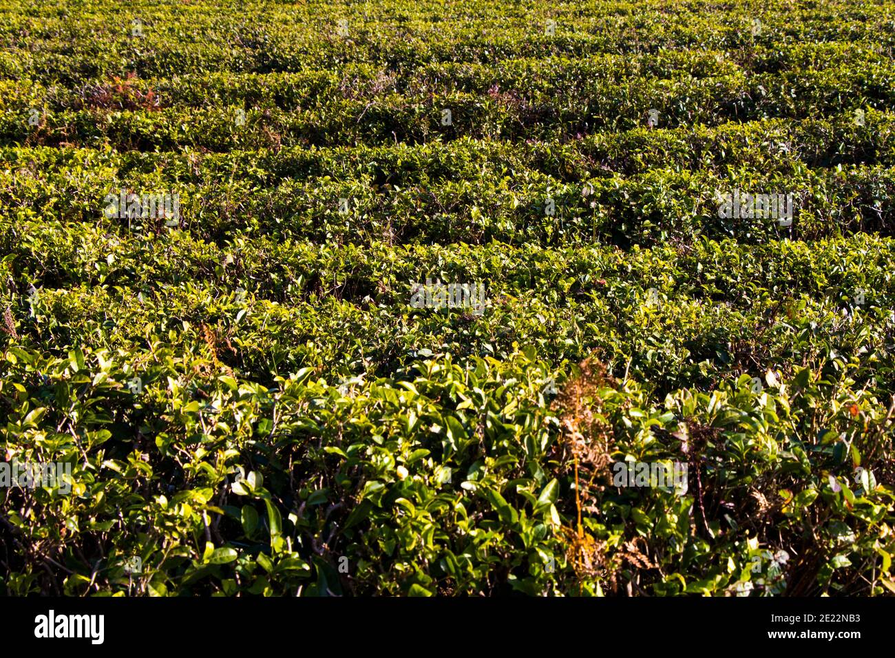 Tea plantations, tea tree field in Georgia Stock Photo - Alamy