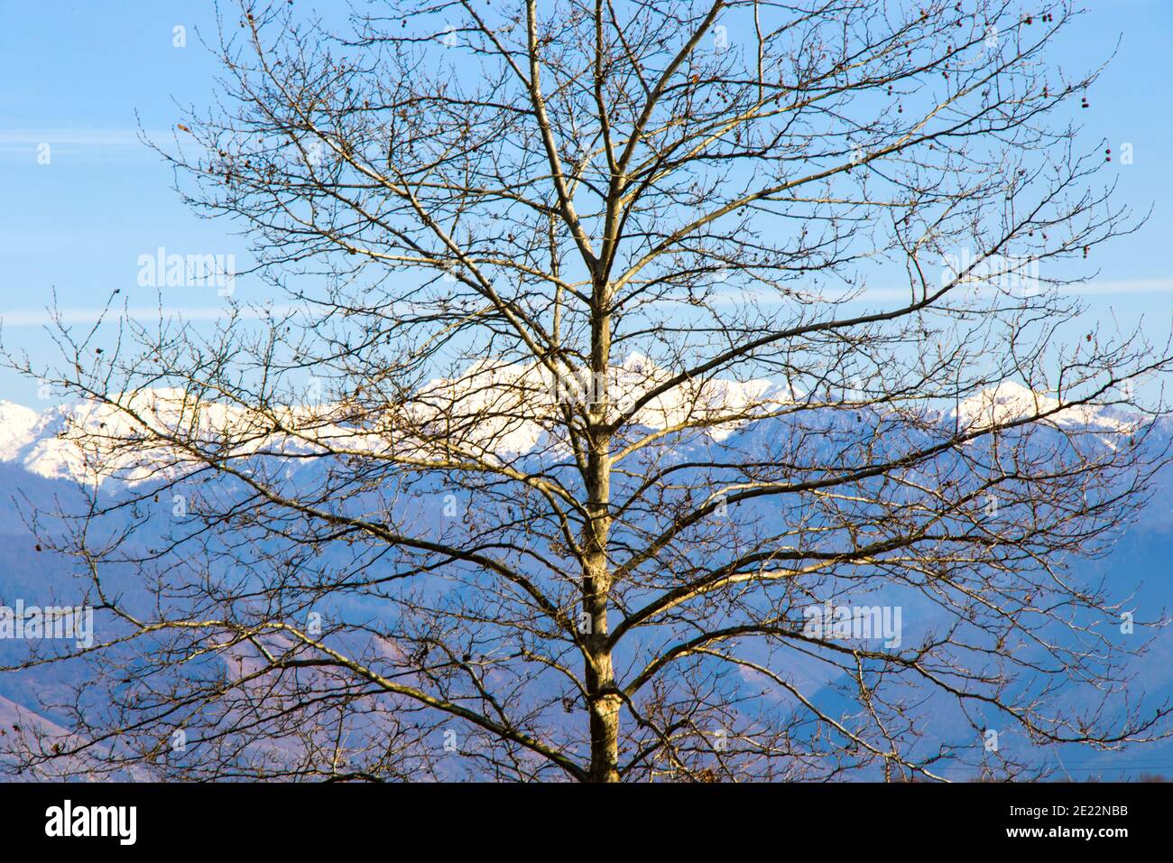 Forest view and landscape Georgia. Winter nature background. Tree body ...