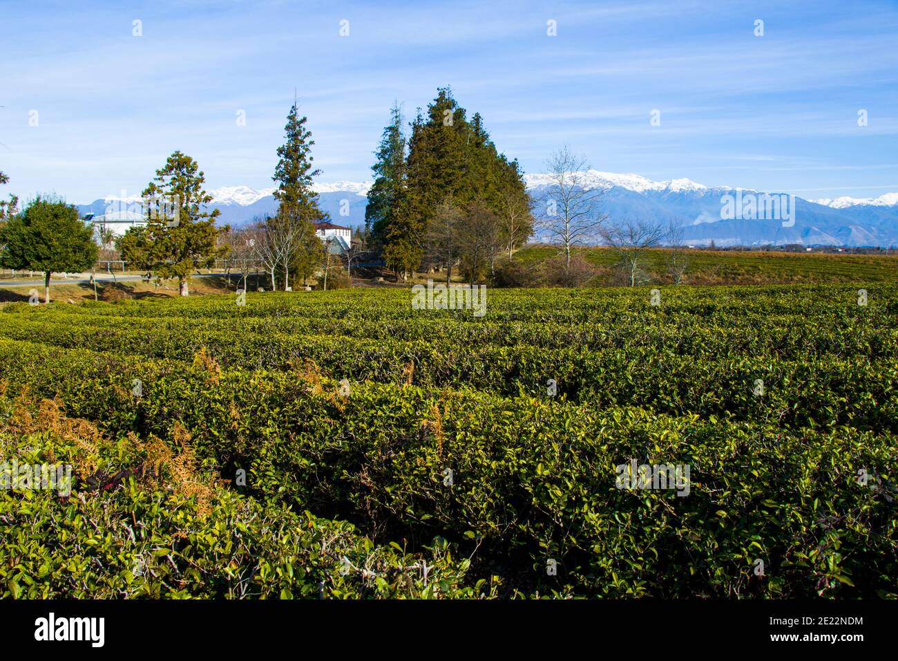 Tea plantations, tea tree field in Georgia Stock Photo - Alamy