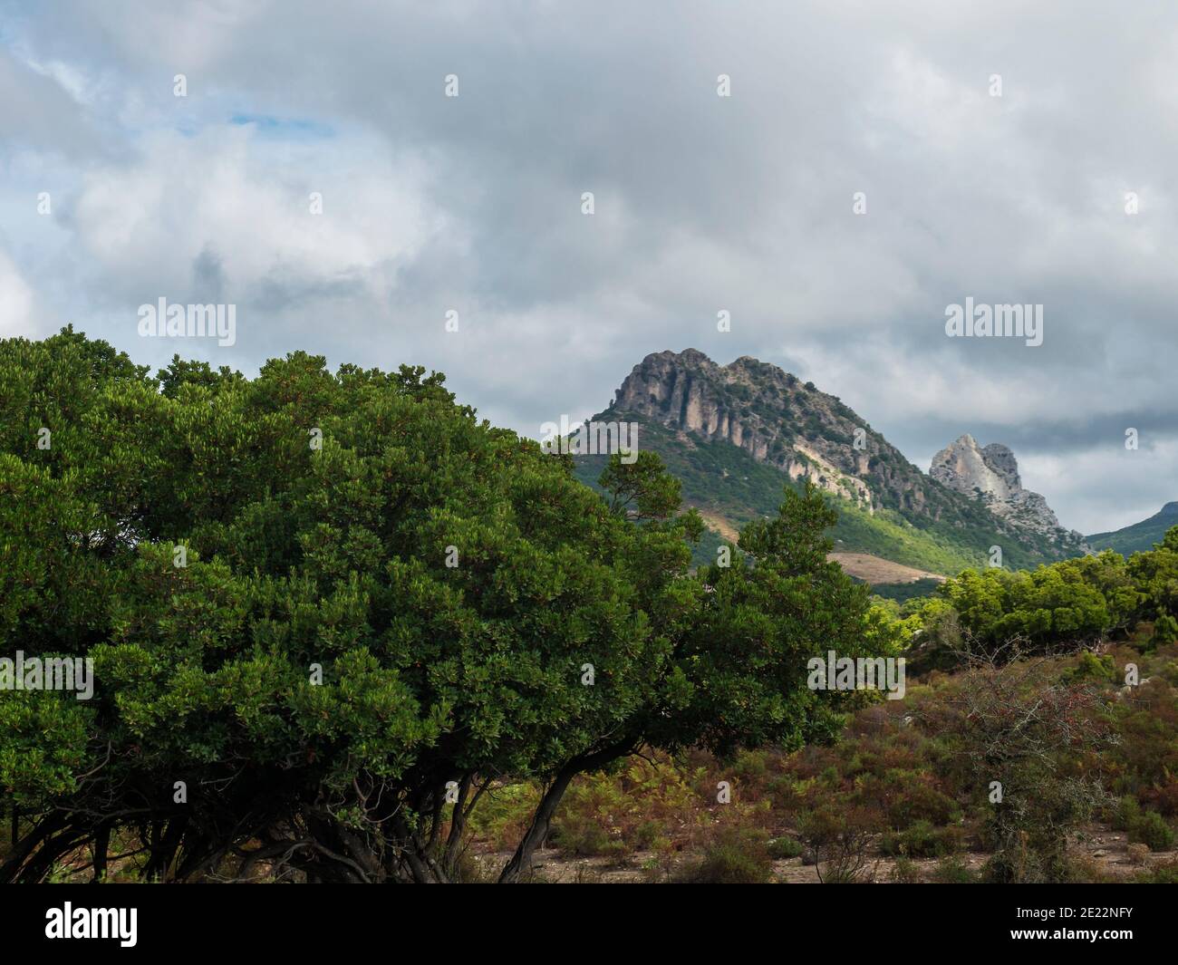 landscape with View of limestone mountain Monte Oseli, green forest ...