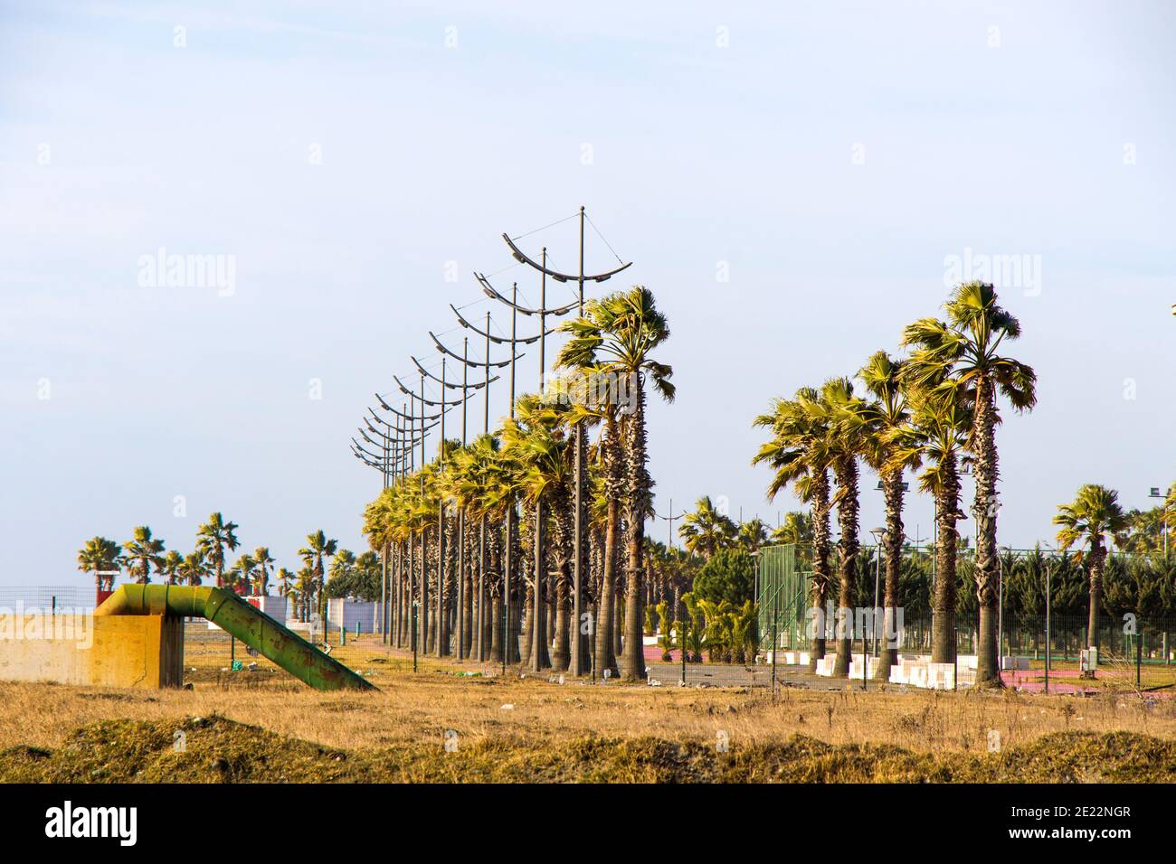 Palm trees on the beach, black sea beach Stock Photo - Alamy