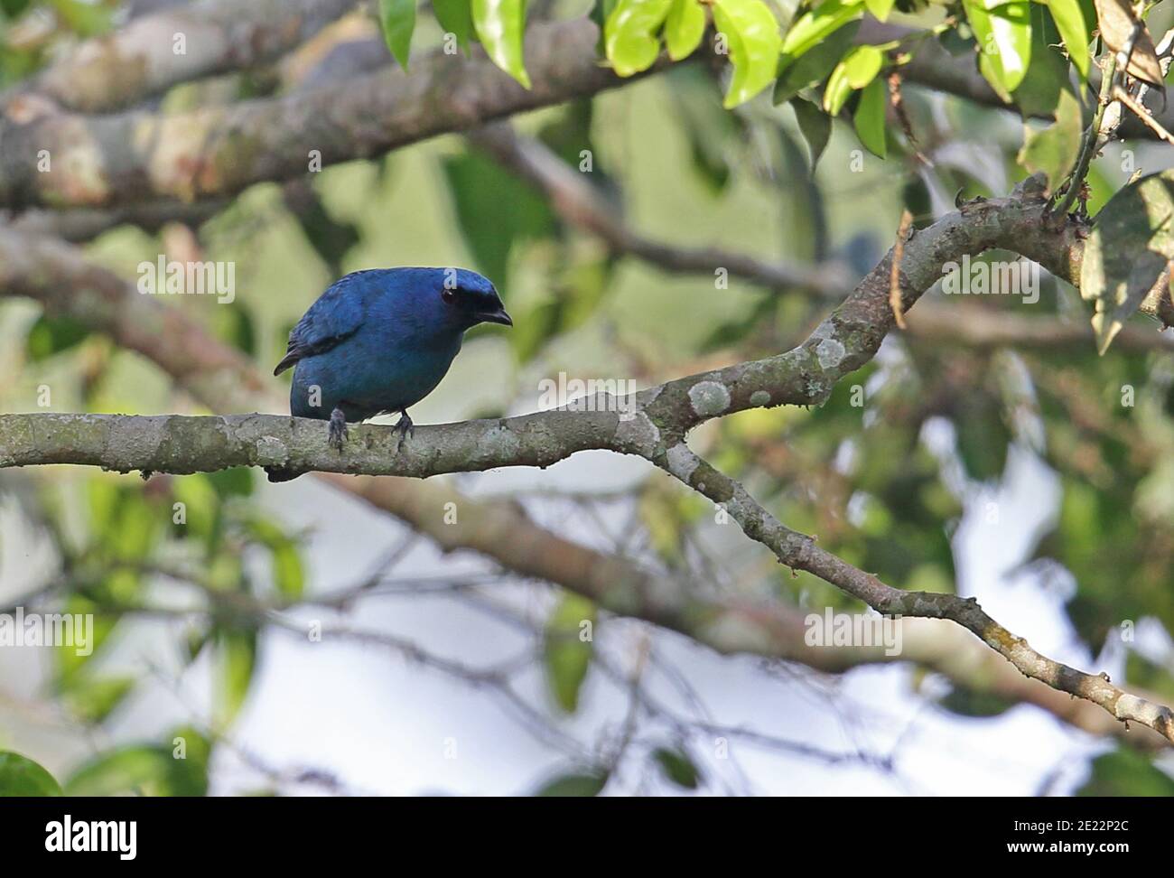 Azurea hi-res stock photography and images - Alamy