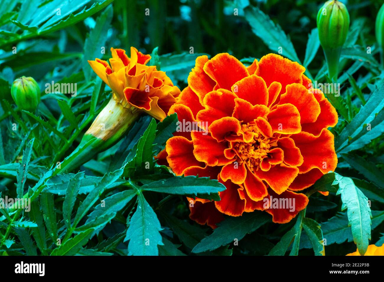 Closeup shot red marigold flower hi-res stock photography and images ...