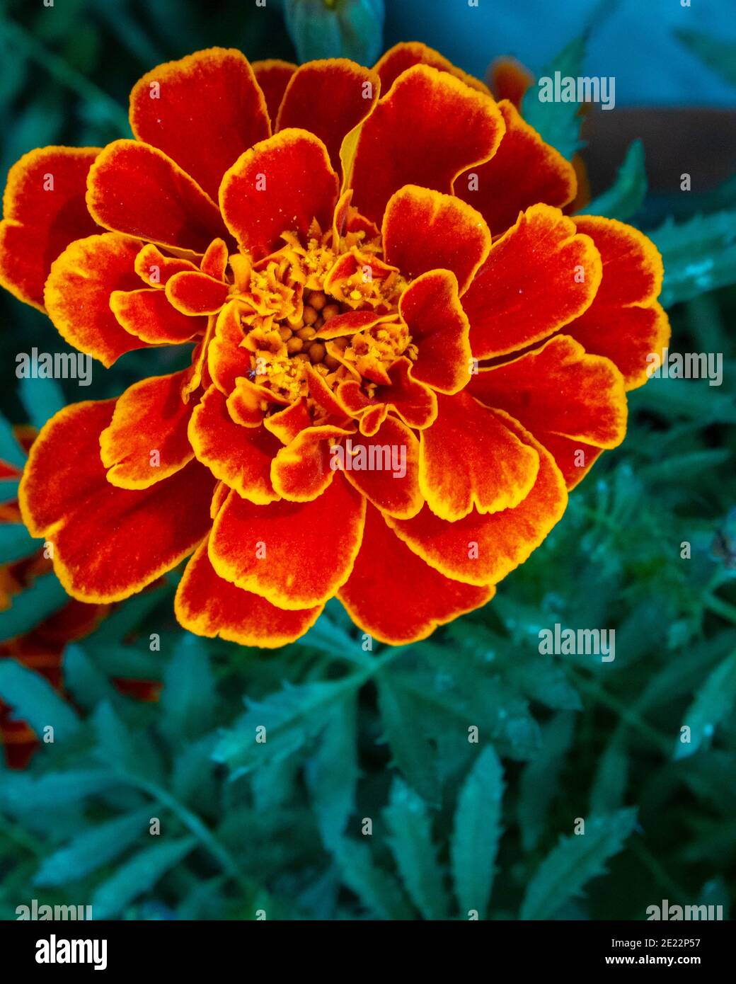 Most beautiful marigold flower hi-res stock photography and images - Alamy