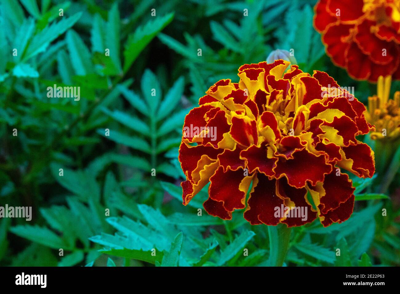 Closeup shot of a beautiful marigold flower Stock Photo - Alamy