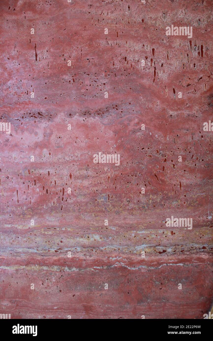 Hunting Dog «Tyrolean Hound» on a meadow Stock Photo - Alamy