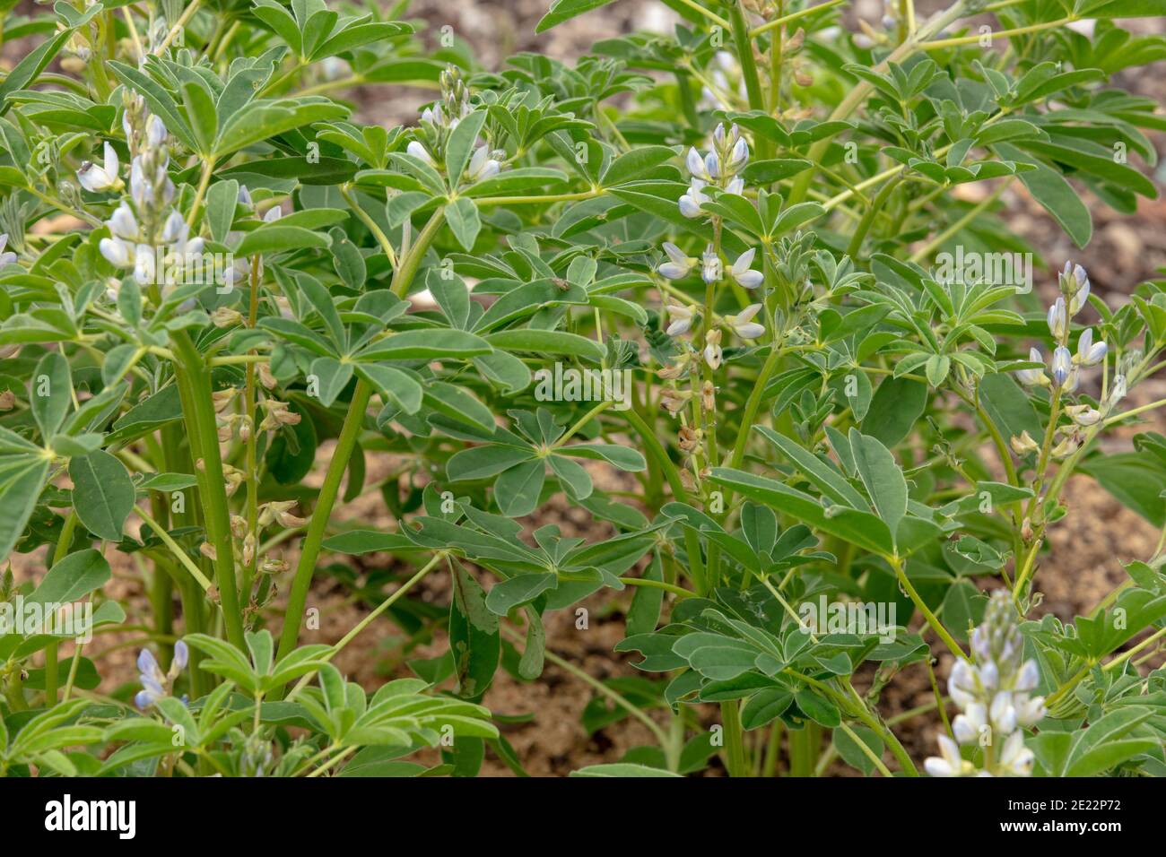 White Lupin High Resolution Stock Photography and Images - Alamy