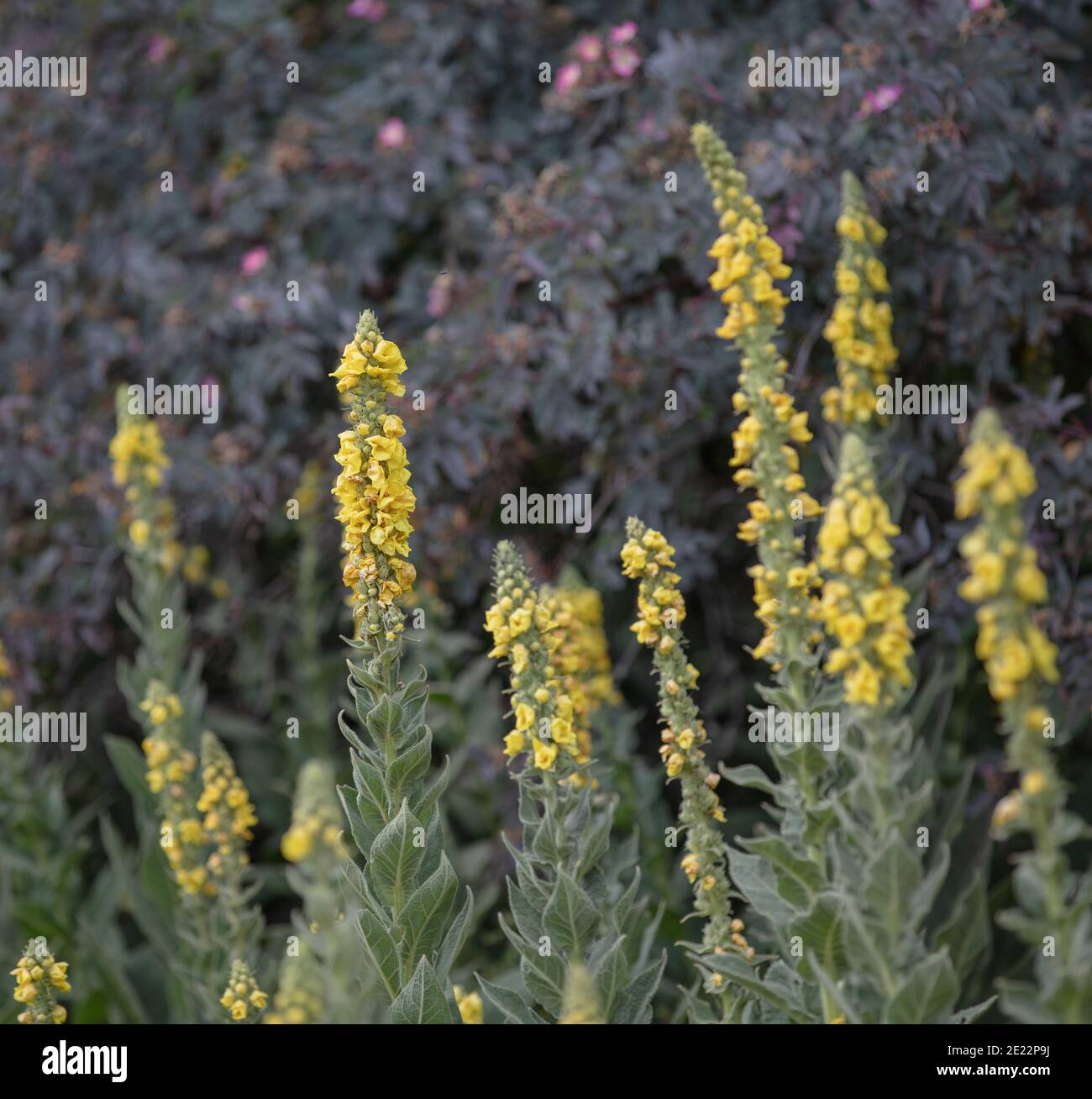 Close up of the yellow flowering Verbascum thapsus or common mullein ...