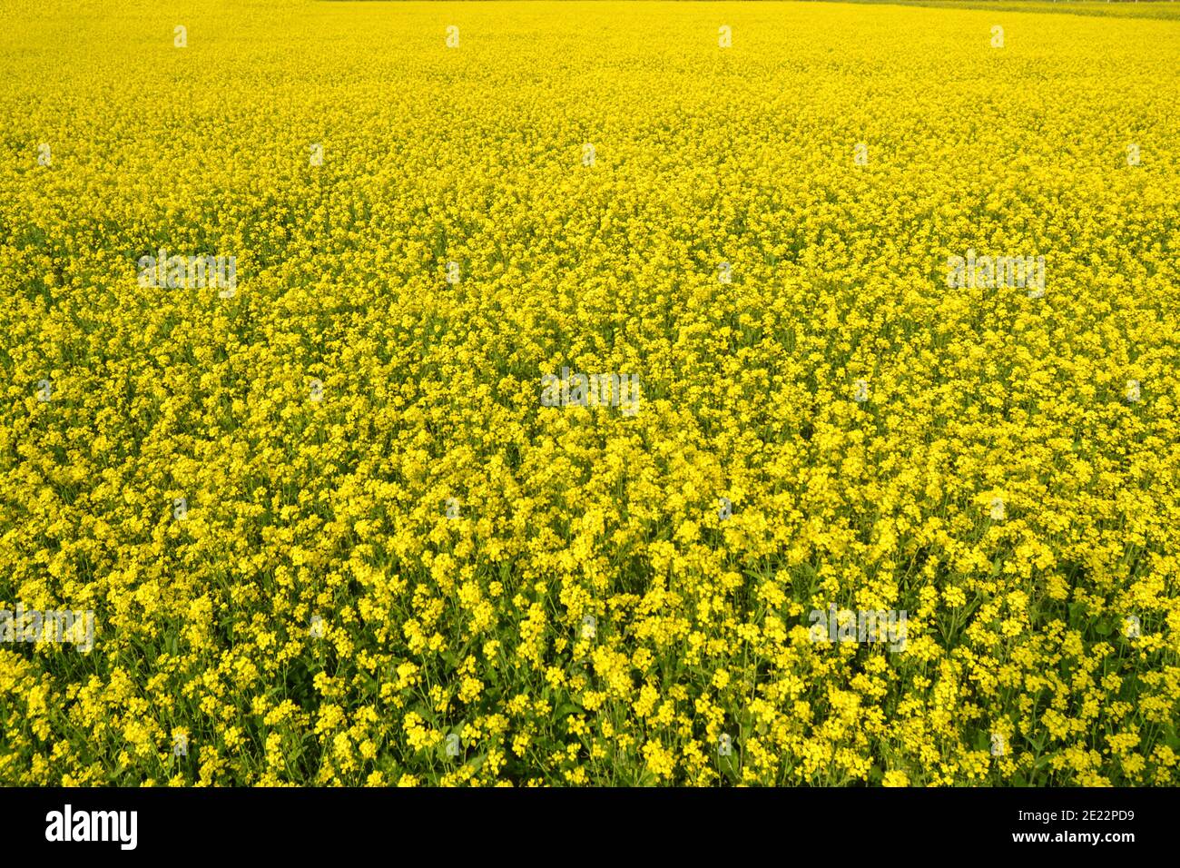 Beautiful flowers of Bangladesh Stock Photo - Alamy