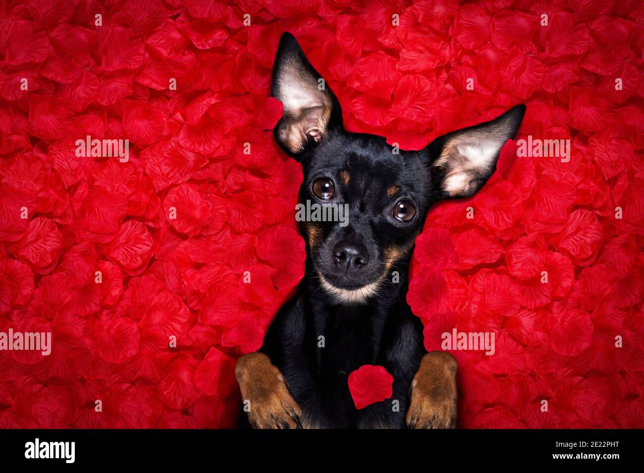 Prague red roses hi-res stock photography and images - Alamy