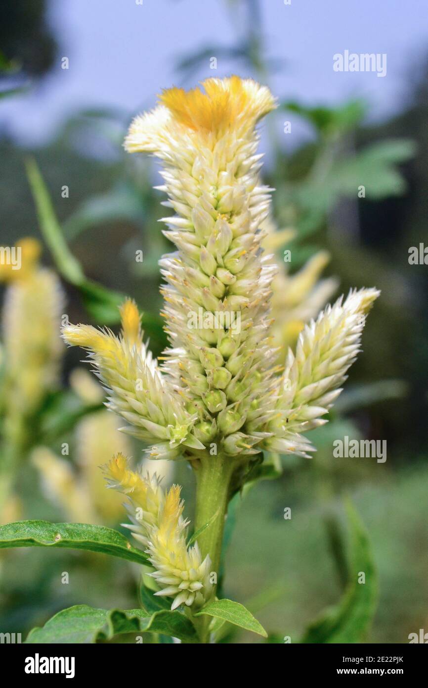 Bangladeshi sunflower hi-res stock photography and images - Alamy