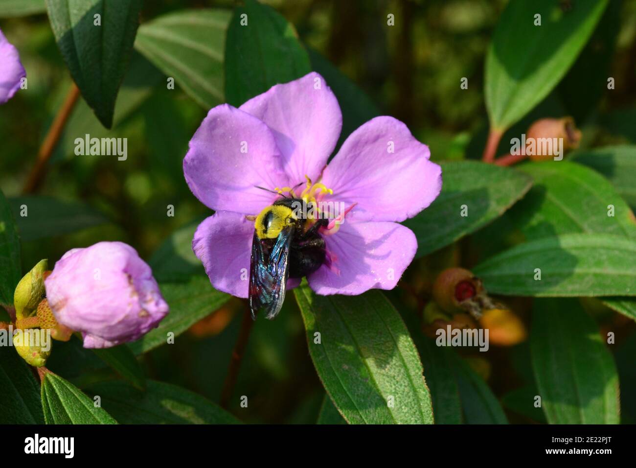 Beautiful Bangladeshi Flower (Fool Stock Photo - Alamy