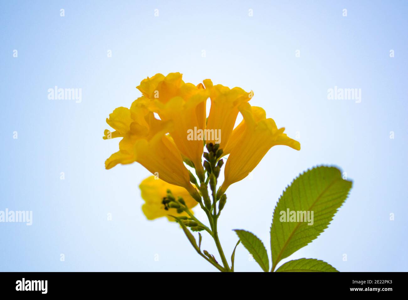 Bangladeshi sunflower hi-res stock photography and images - Alamy