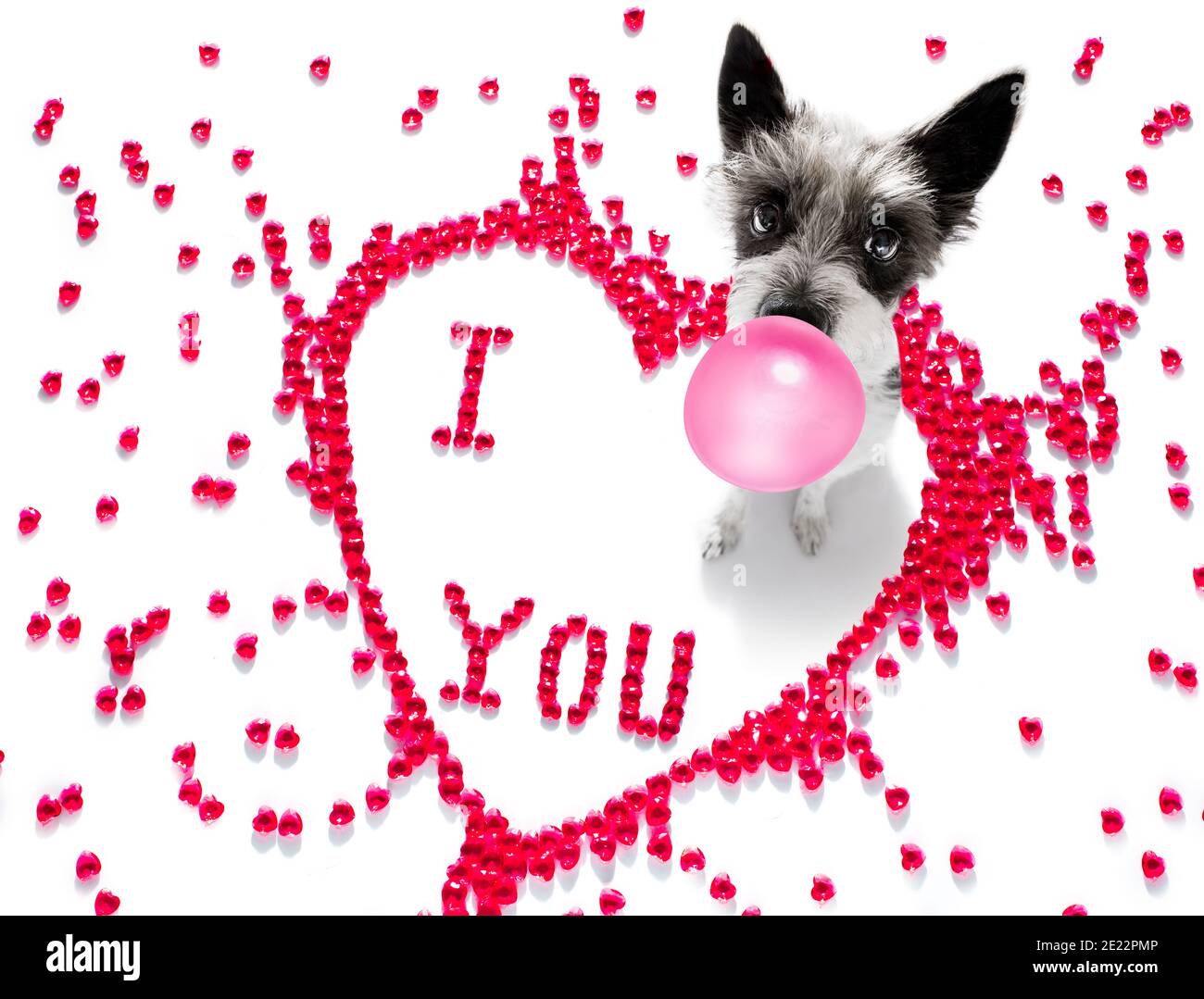 poodle terrier dog on valentines love heart shape with I love you sign ...