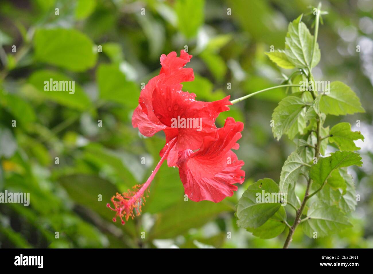 Beautiful Bangladeshi Flower (Fool Stock Photo - Alamy
