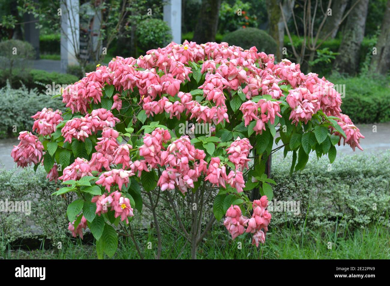 Bangladeshi sunflower hi-res stock photography and images - Alamy