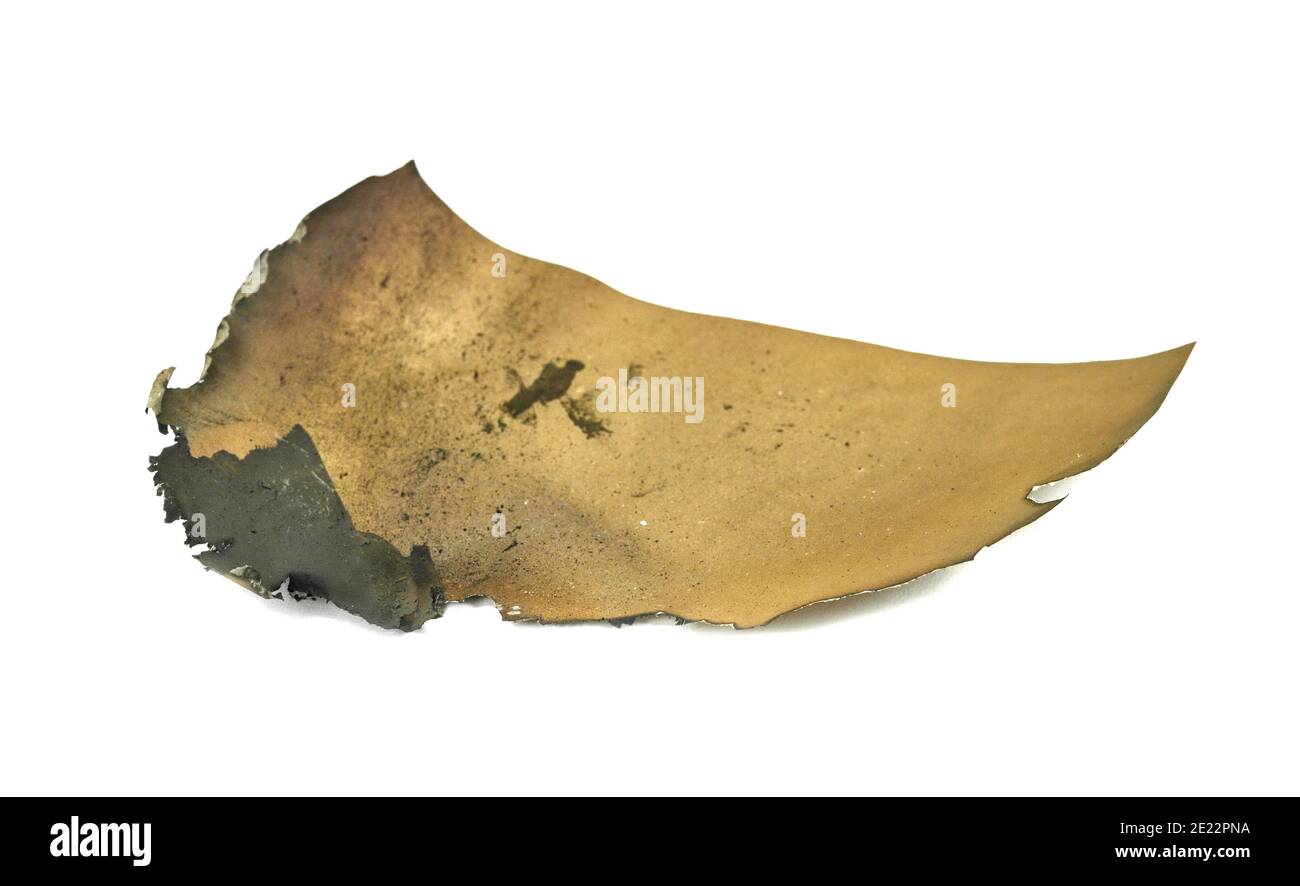 Pieces of burnt paper on a white background. The ashes of the paper ...