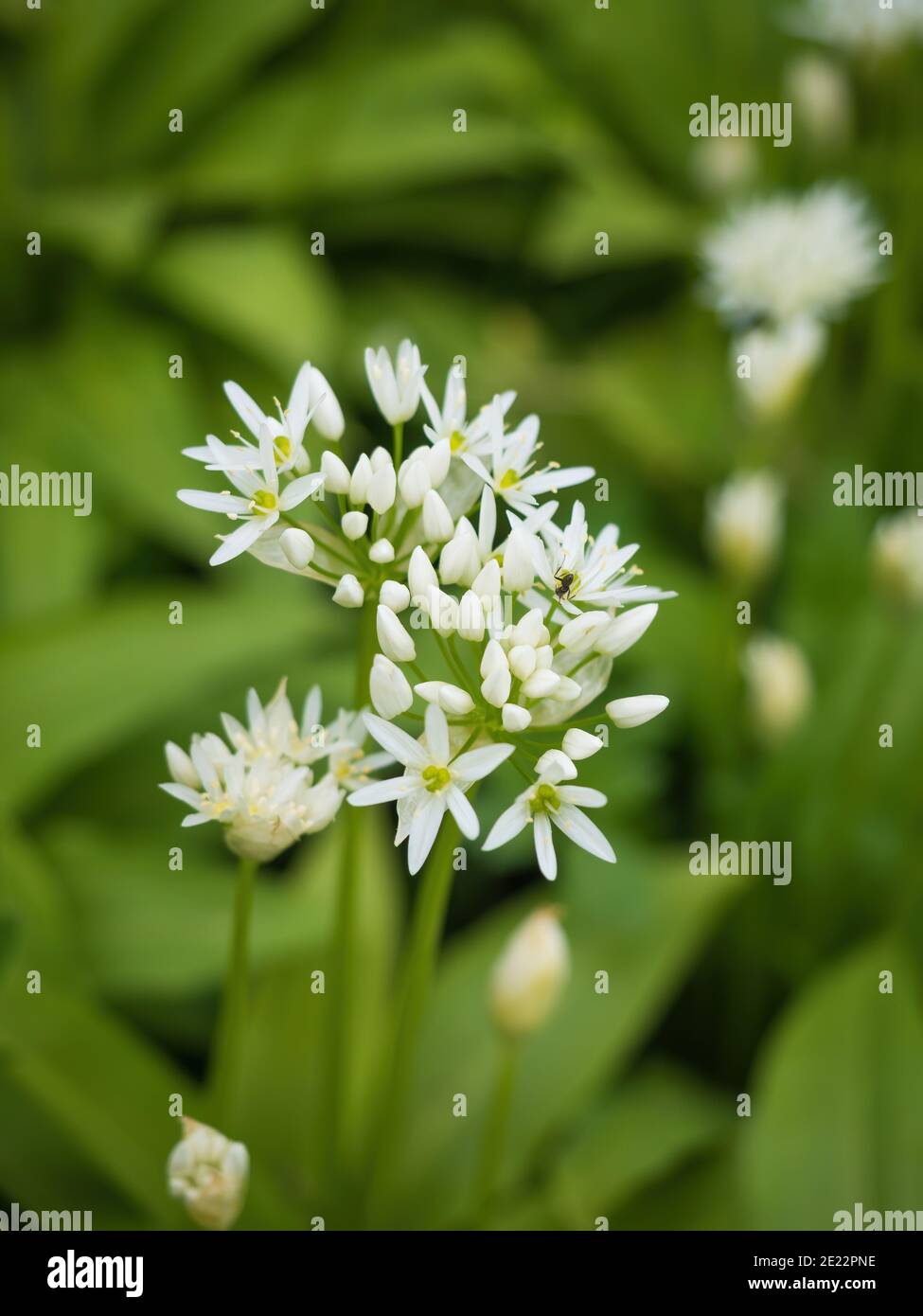 Allium plant hi-res stock photography and images - Alamy