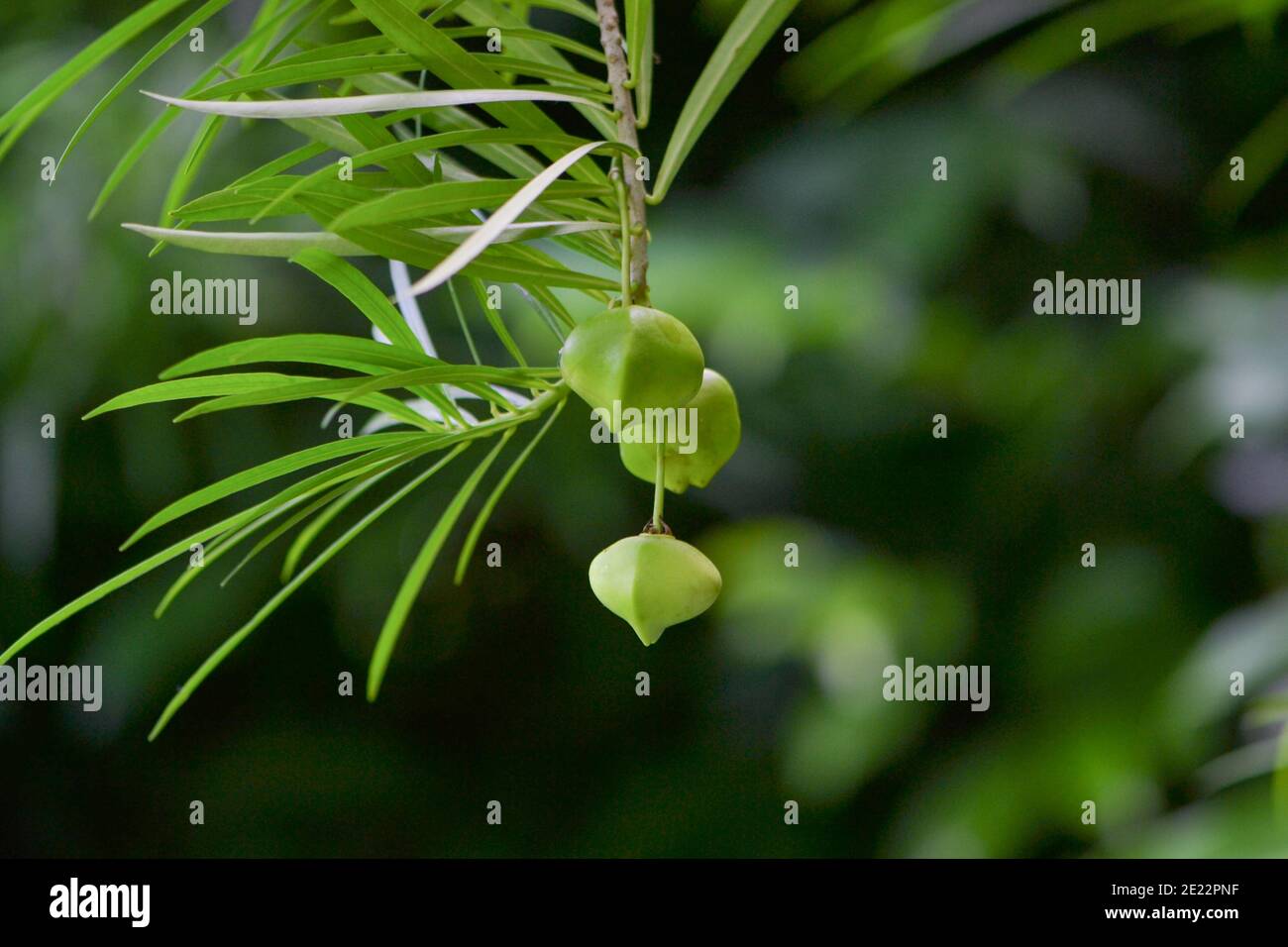 Bangladeshi sunflower hi-res stock photography and images - Alamy