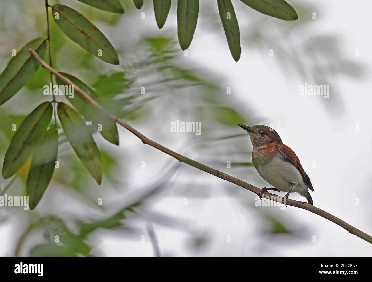 Chestnut wattle eye hi-res stock photography and images - Alamy