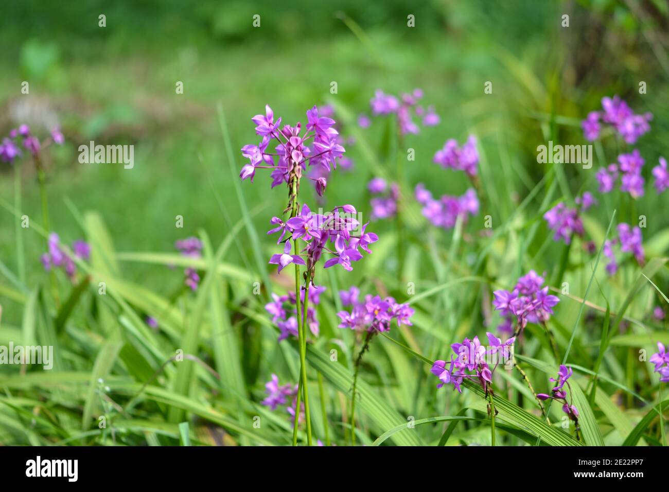 Bangladeshi sunflower hi-res stock photography and images - Alamy