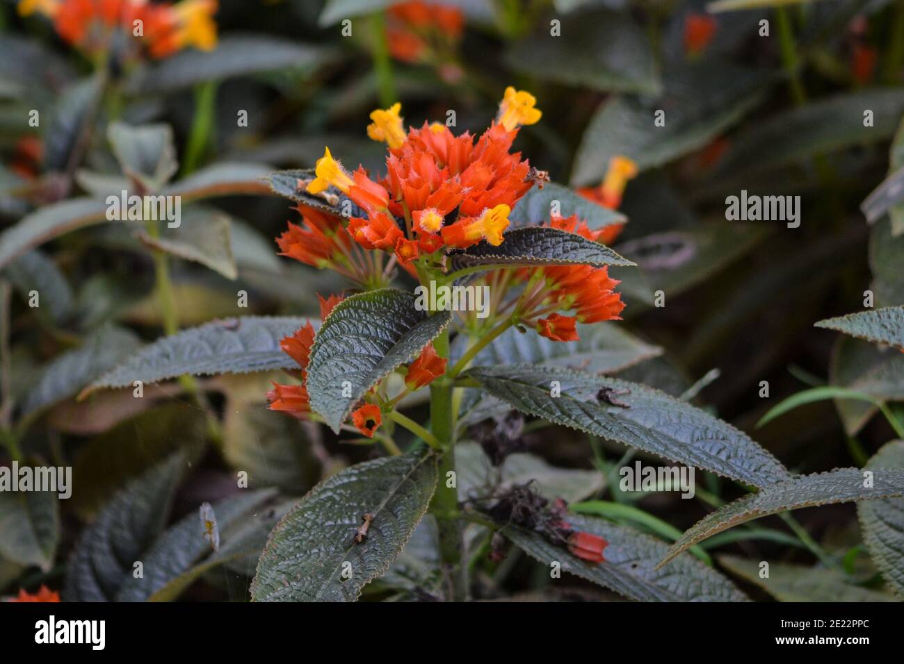 Bangladeshi dahlia flower hi-res stock photography and images - Alamy