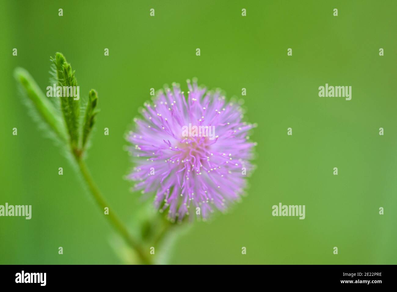 Bangladeshi sunflower hi-res stock photography and images - Alamy