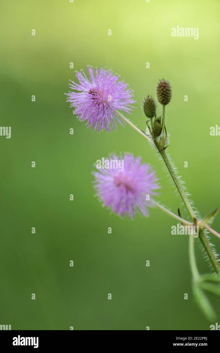 Bangladeshi sunflower hi-res stock photography and images - Alamy