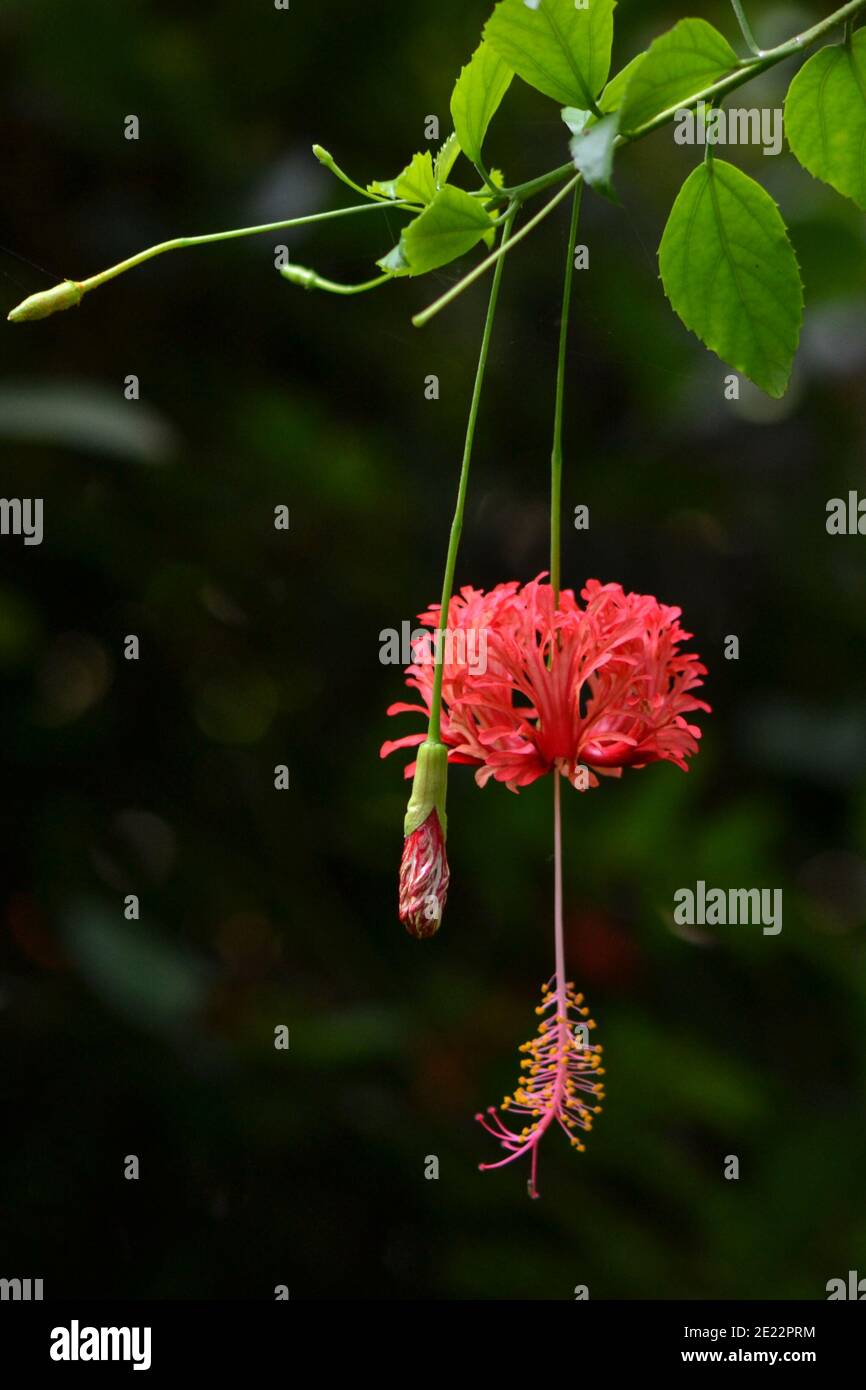 Bangladeshi sunflower hi-res stock photography and images - Alamy