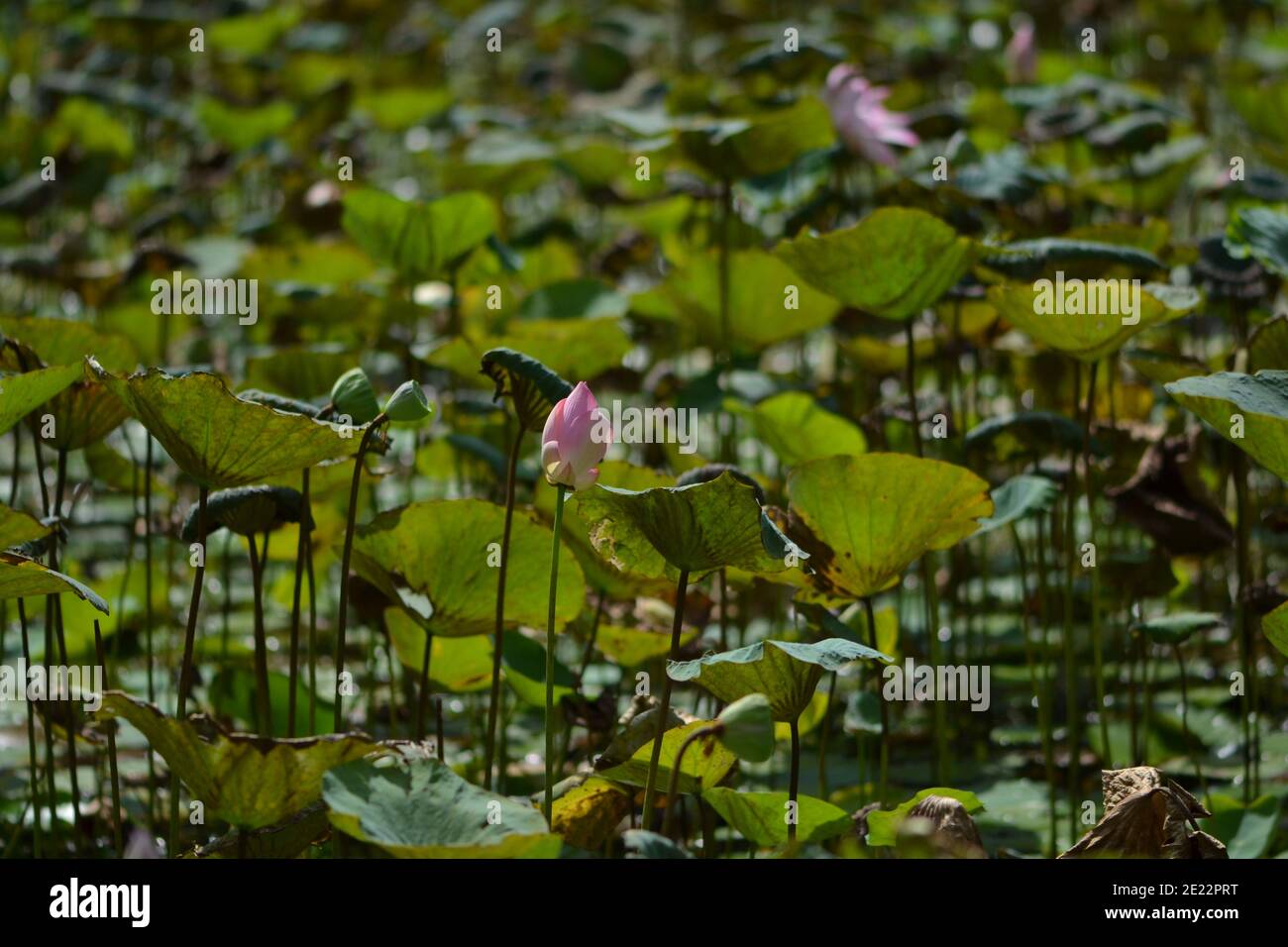 Beautiful Bangladeshi Flower (Fool Stock Photo - Alamy
