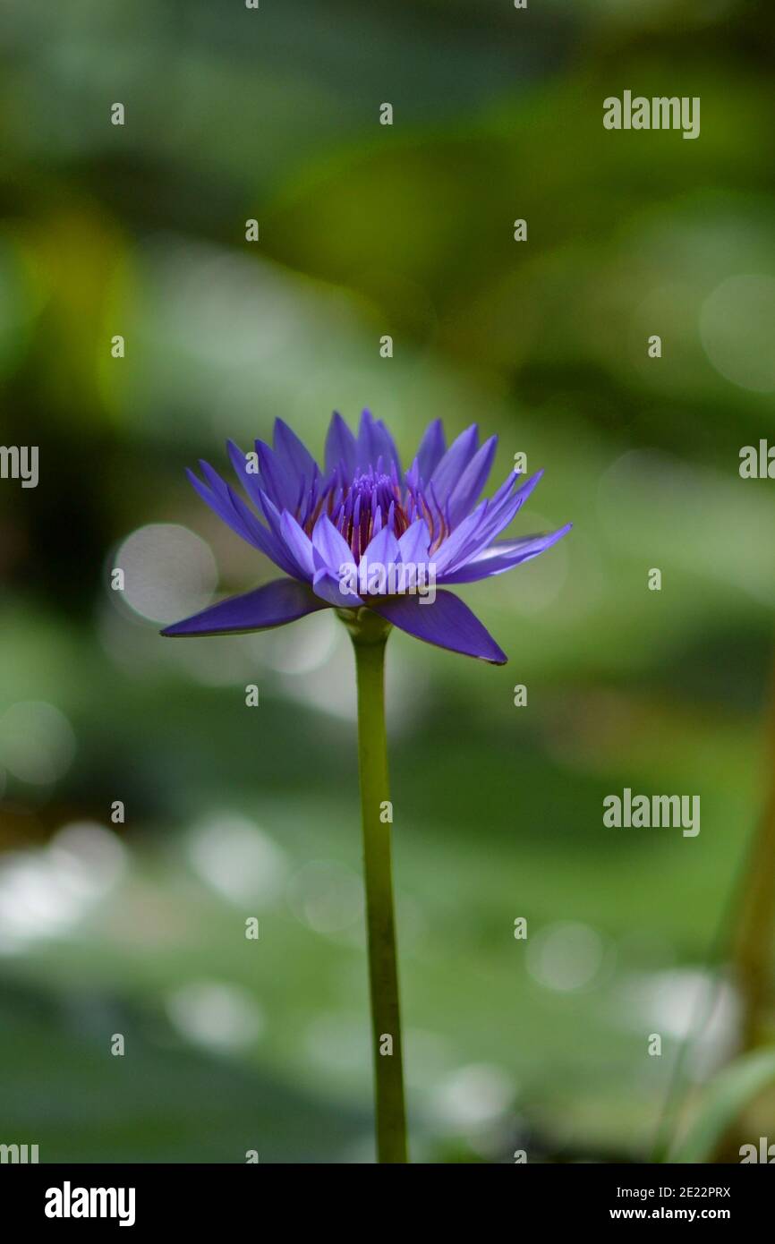 Bangladeshi sunflower hi-res stock photography and images - Alamy