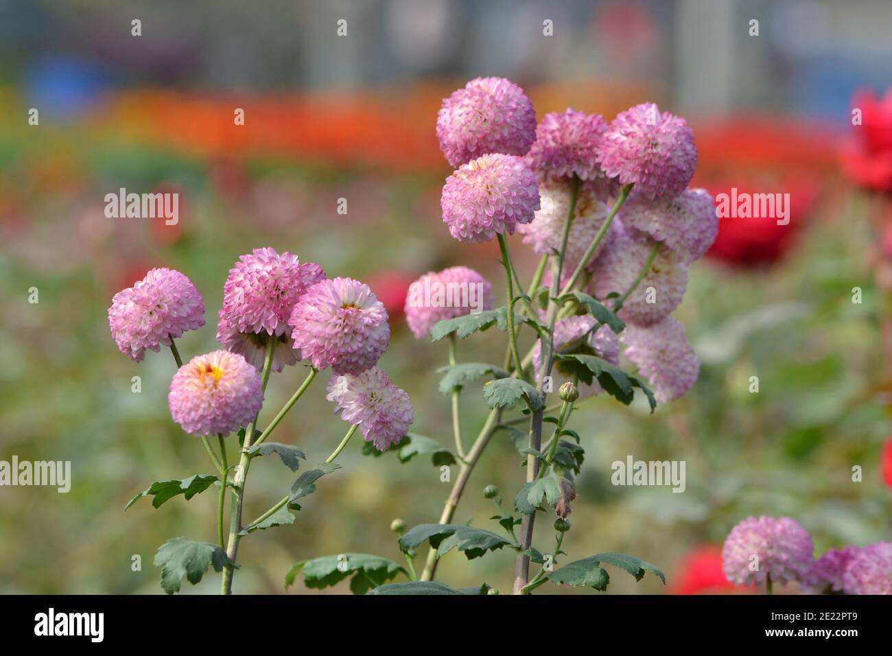Bangladeshi dahlia flower hi-res stock photography and images - Alamy