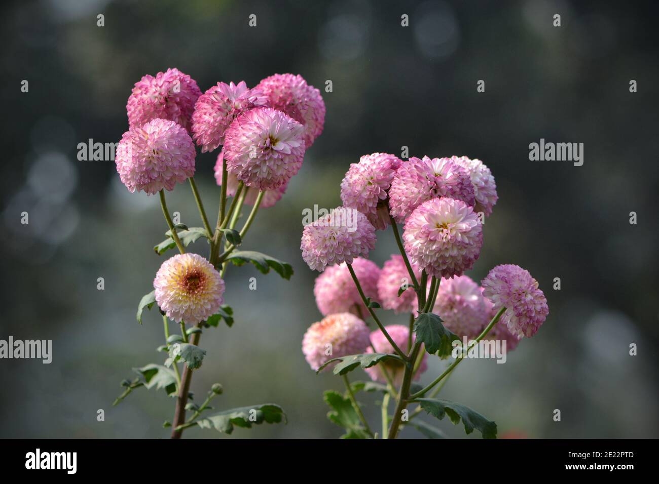 Beautiful Bangladeshi Flower (Fool Stock Photo - Alamy