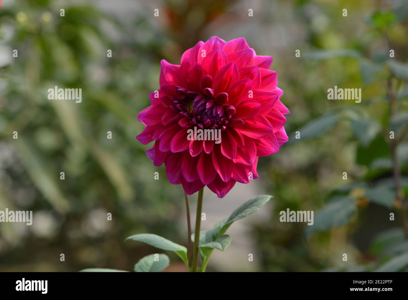 Bangladeshi flower hi-res stock photography and images - Alamy
