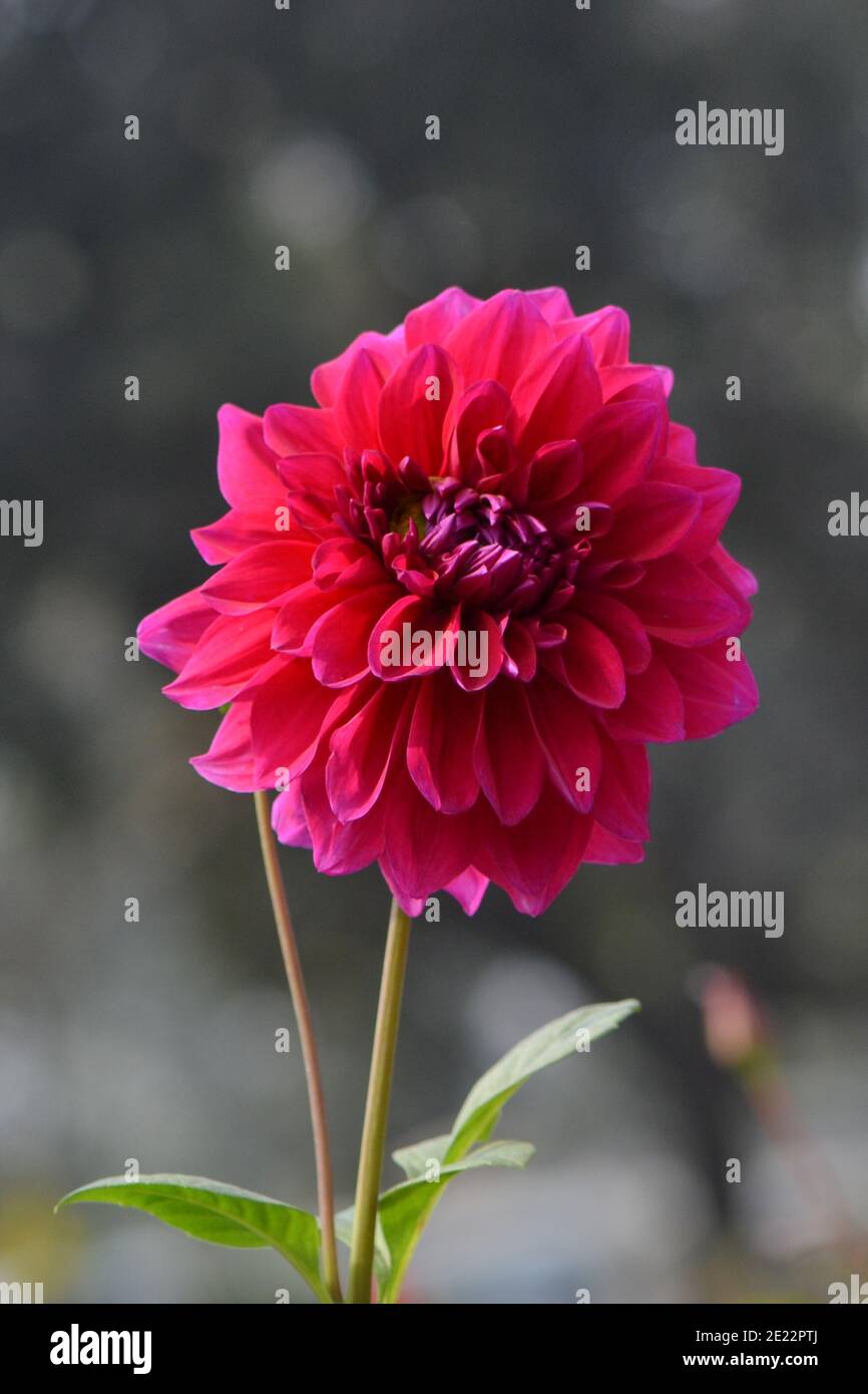 Bangladeshi sunflower hi-res stock photography and images - Alamy