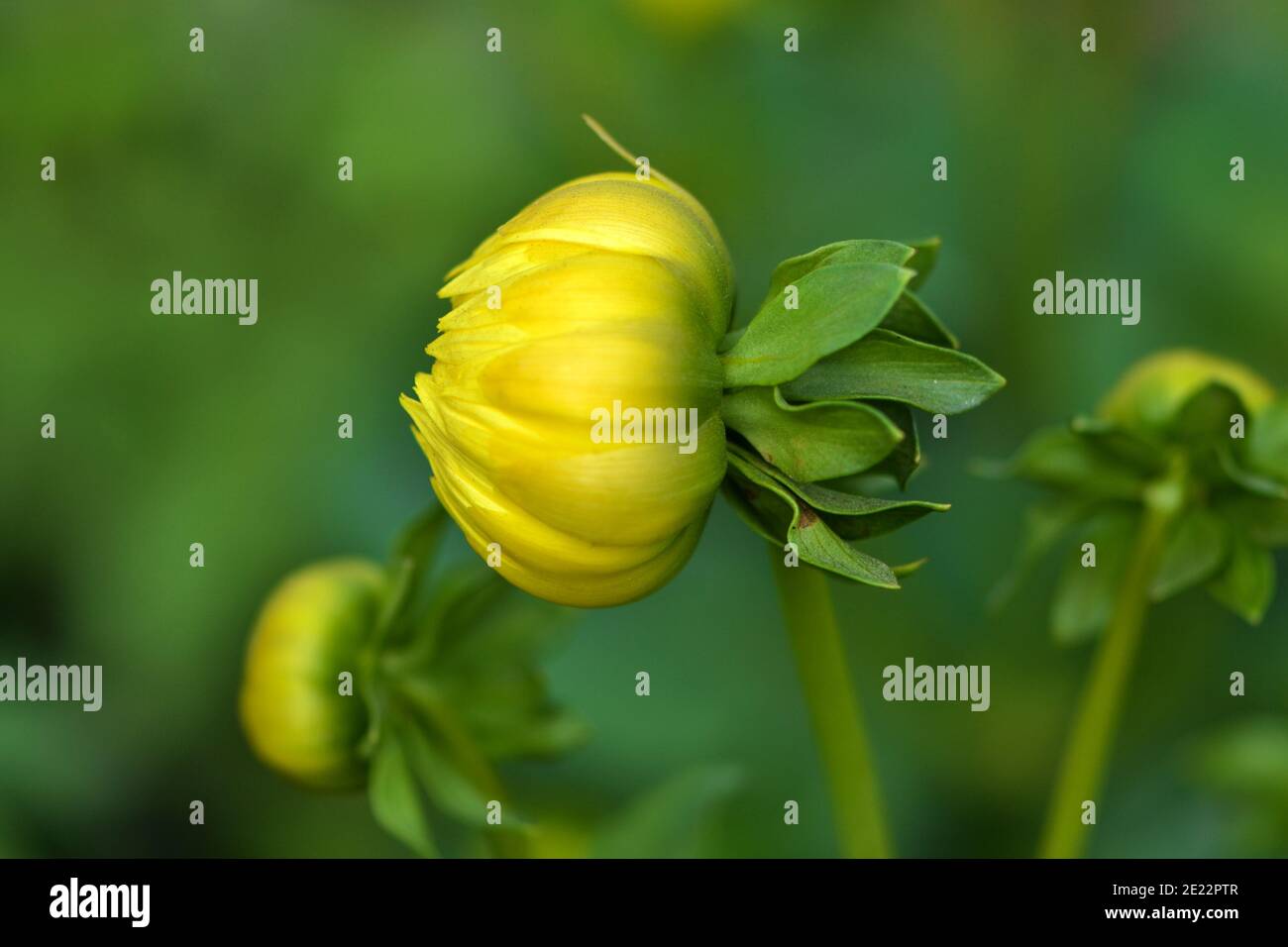 Bangladeshi flower hi-res stock photography and images - Alamy