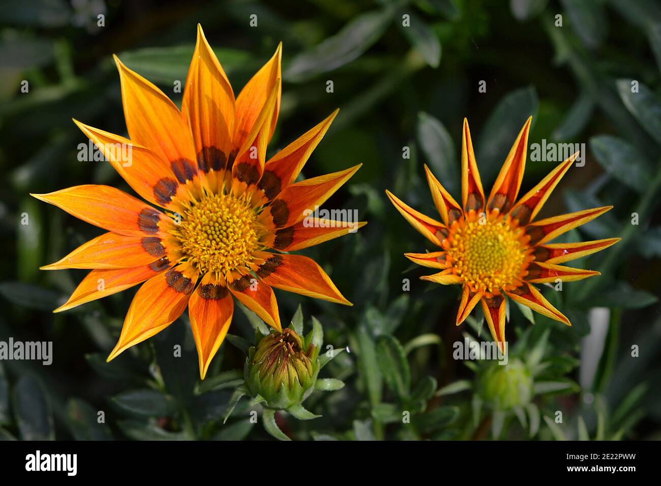 Beautiful Bangladeshi Flower (Fool Stock Photo - Alamy