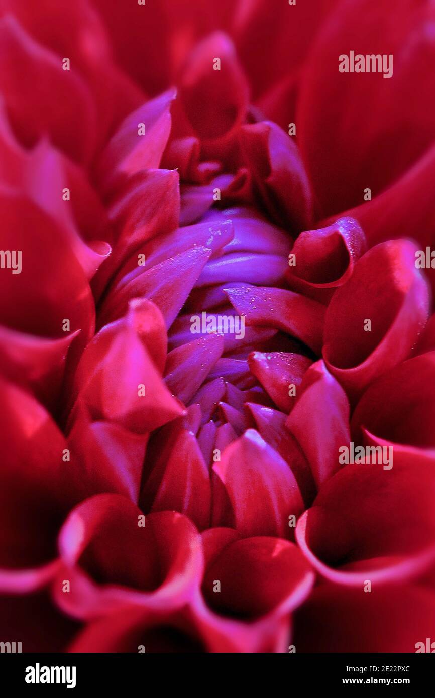 Bangladeshi sunflower hi-res stock photography and images - Alamy