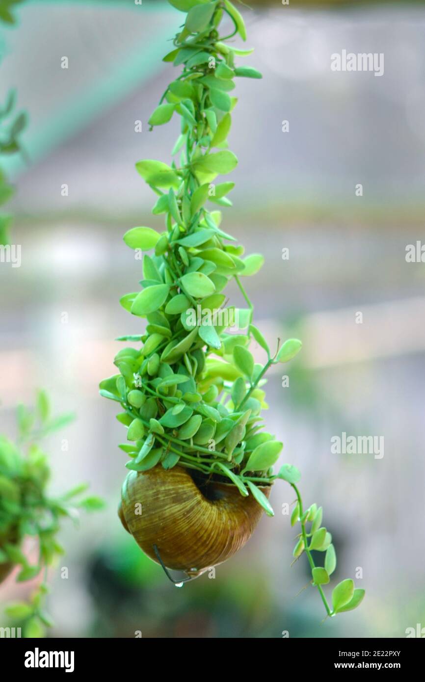 Spring flower of bangladesh hi-res stock photography and images - Alamy