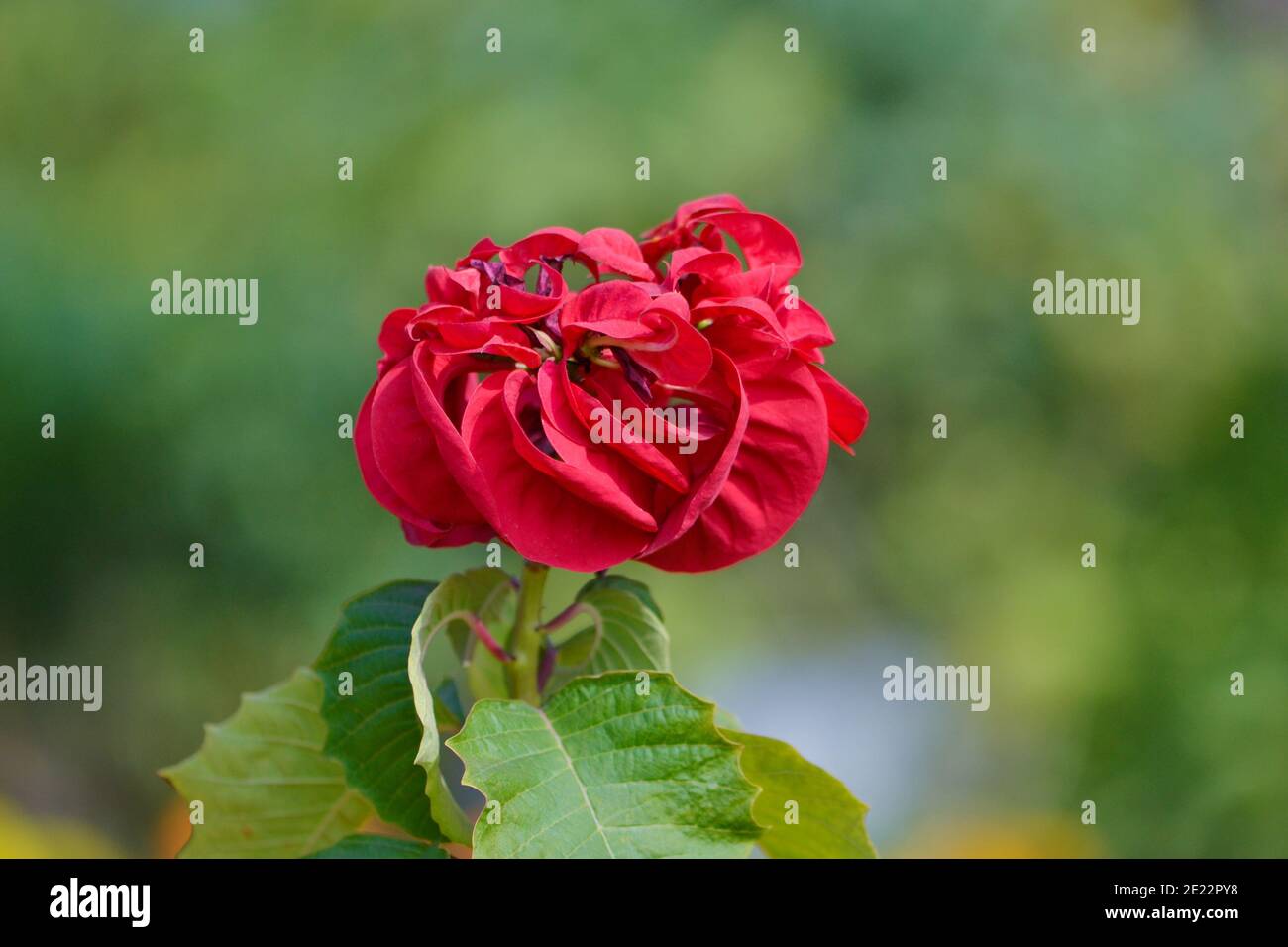 Bangladesh flower hi-res stock photography and images - Alamy