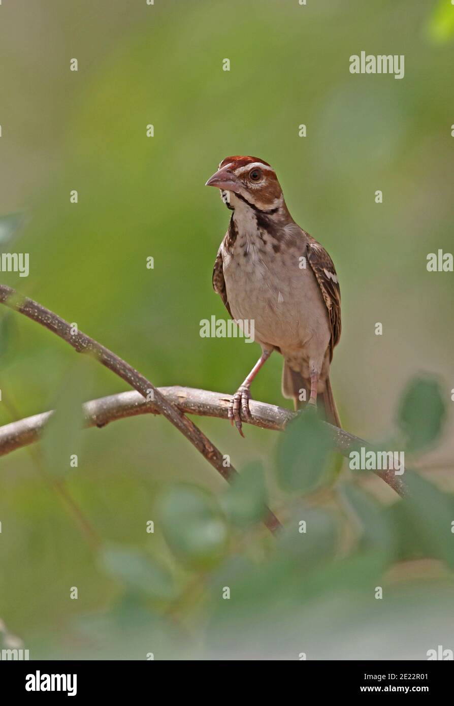 Chestnut crowned sparrow waever hi-res stock photography and images - Alamy