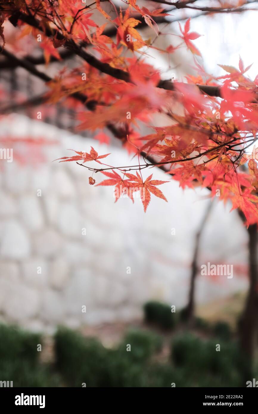 Selective focus of the growing beautiful Japanese red maple tree leaves ...