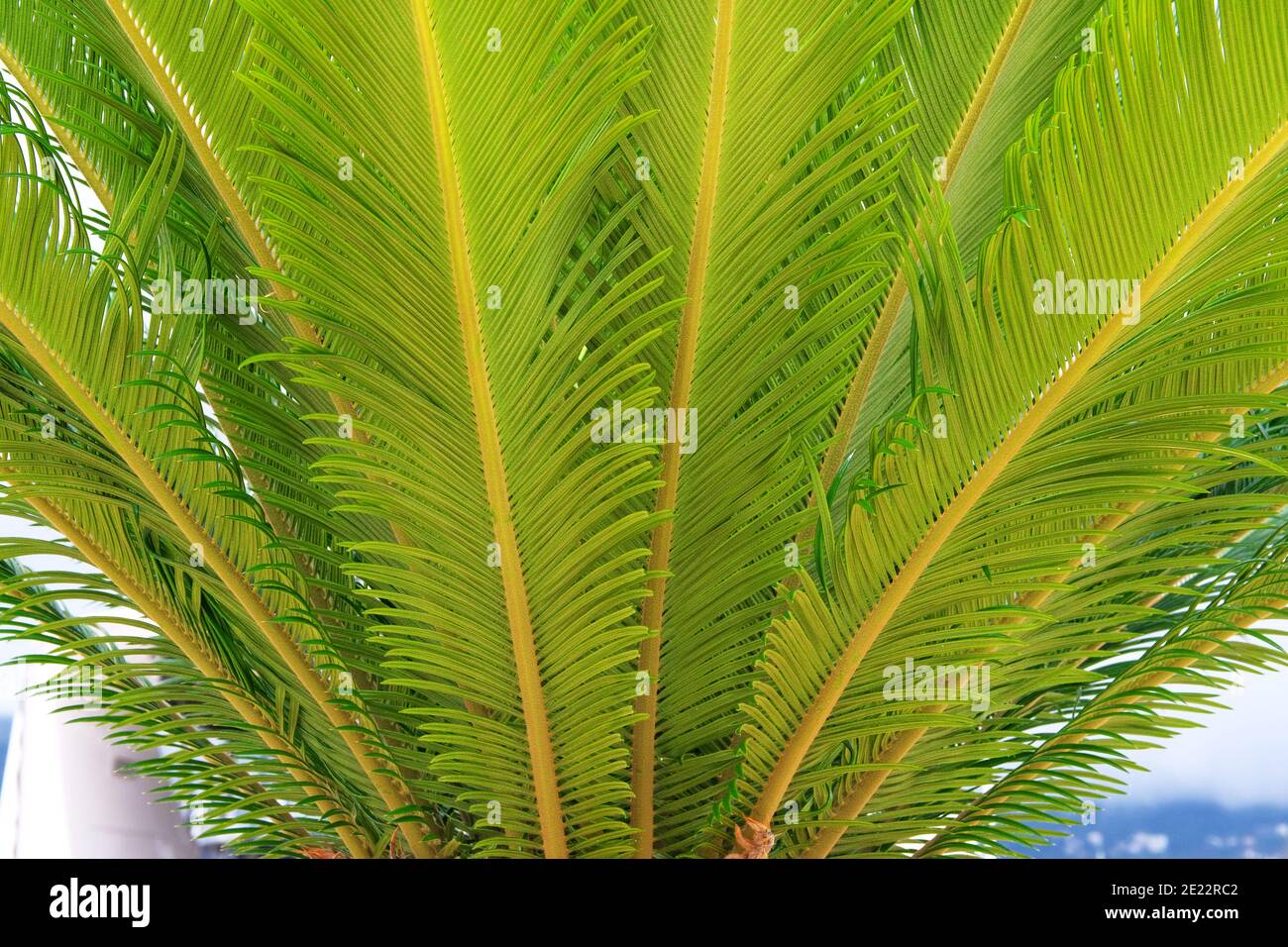 Bright palm leaves. Green palm tree on seashore. Rest and vacation on ...