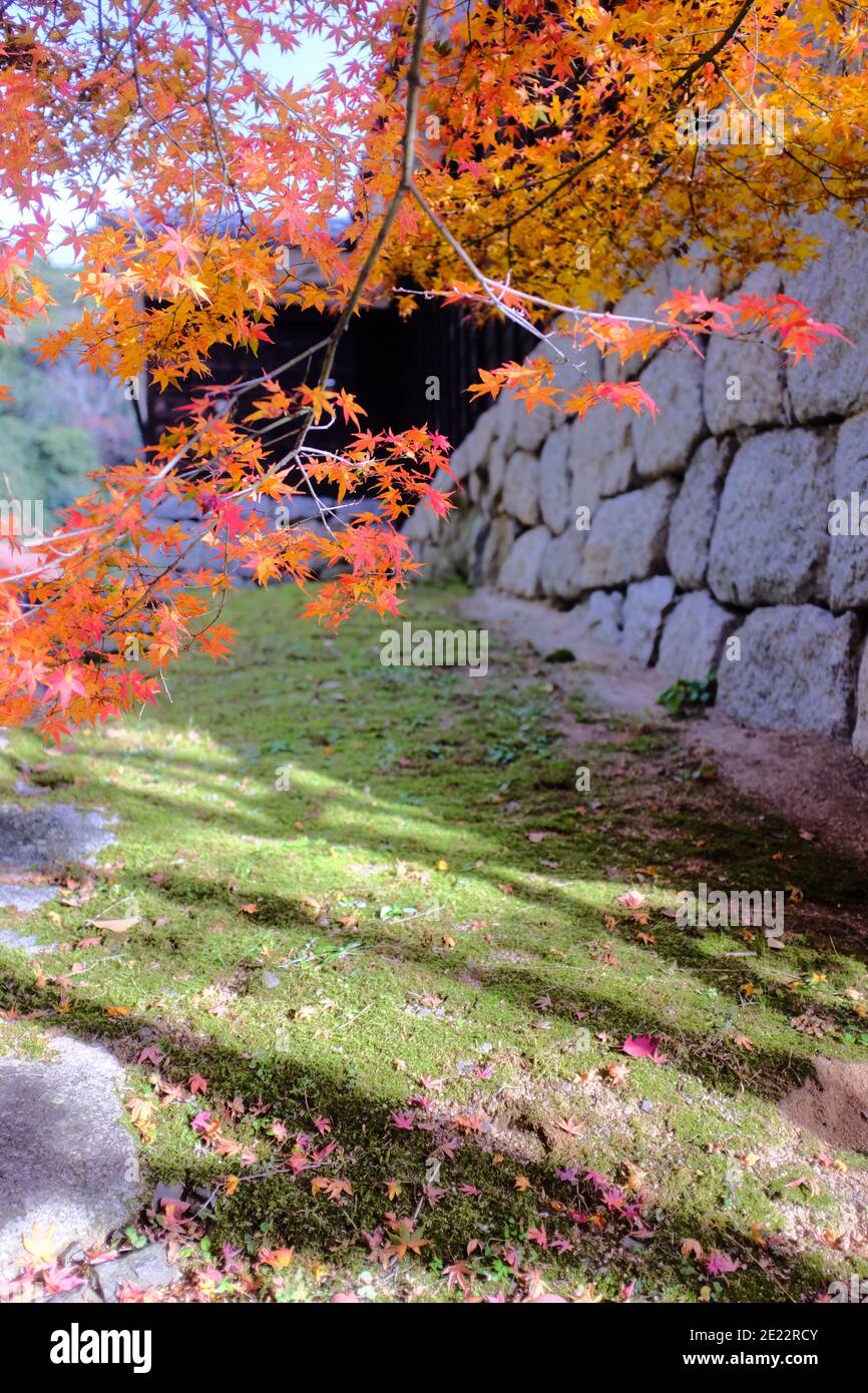 Selective focus of the growing beautiful Japanese red maple tree leaves ...