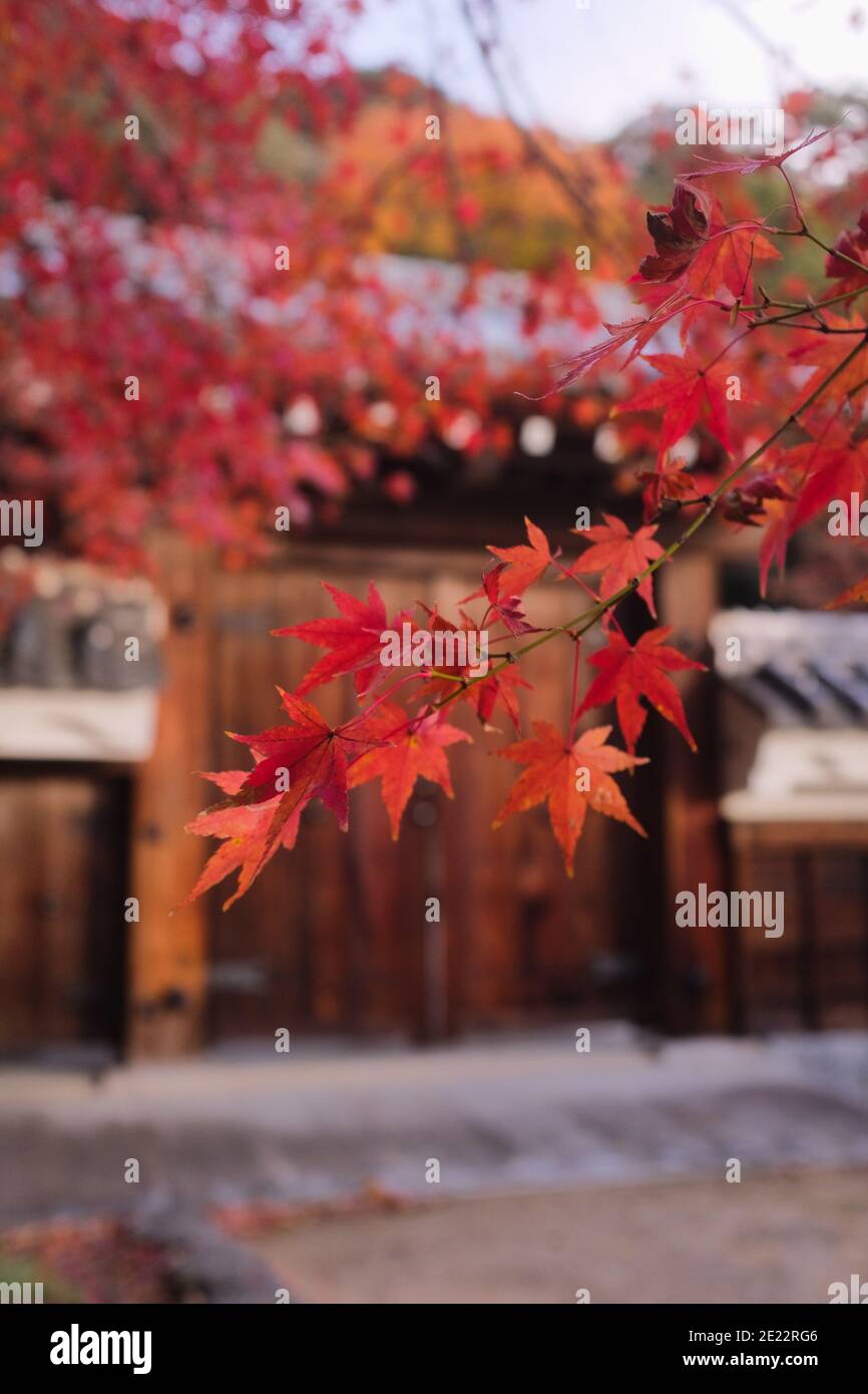 Selective focus of the growing beautiful Japanese red maple tree leaves ...