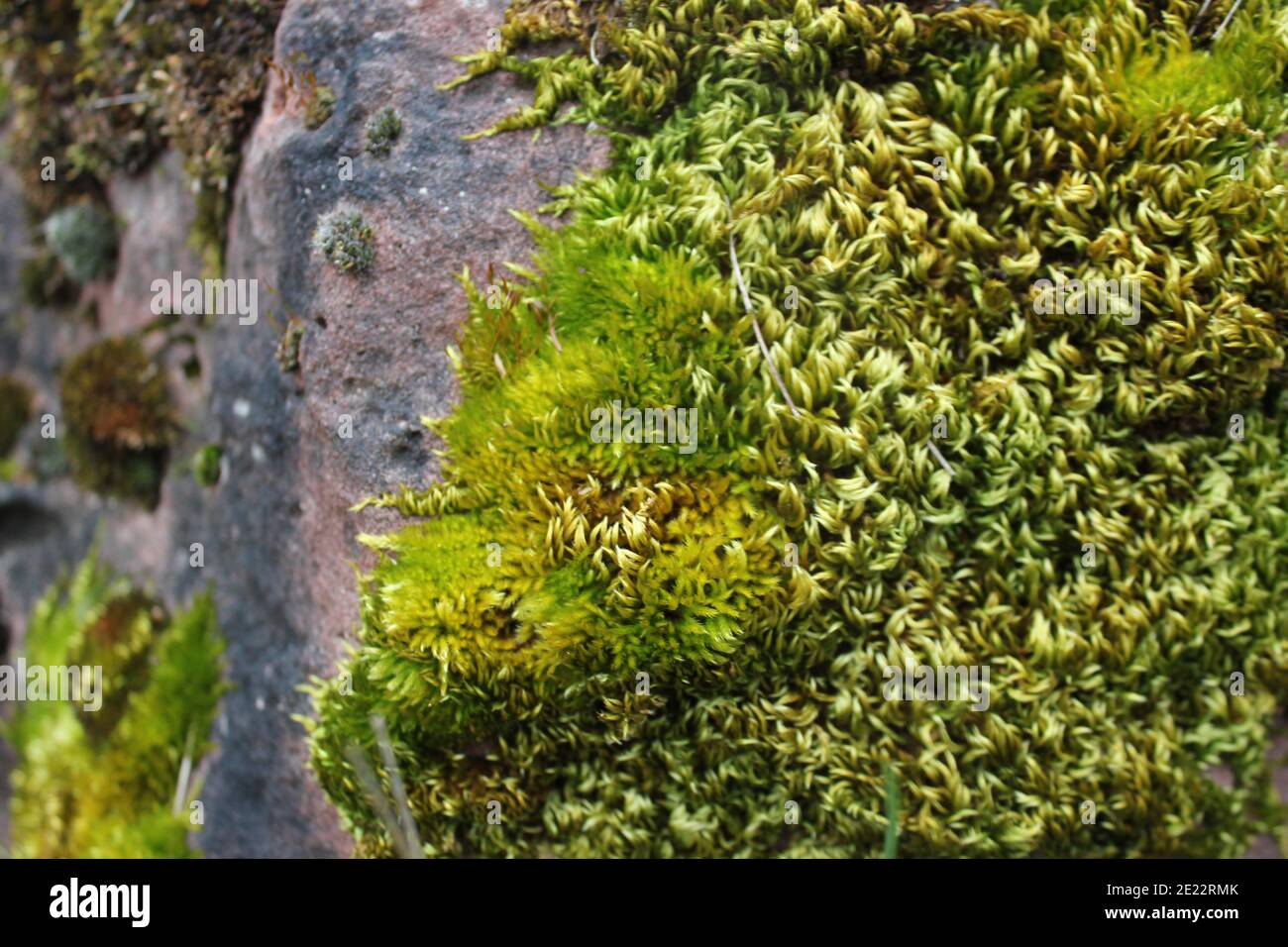 Red sandstone texture hi-res stock photography and images - Alamy