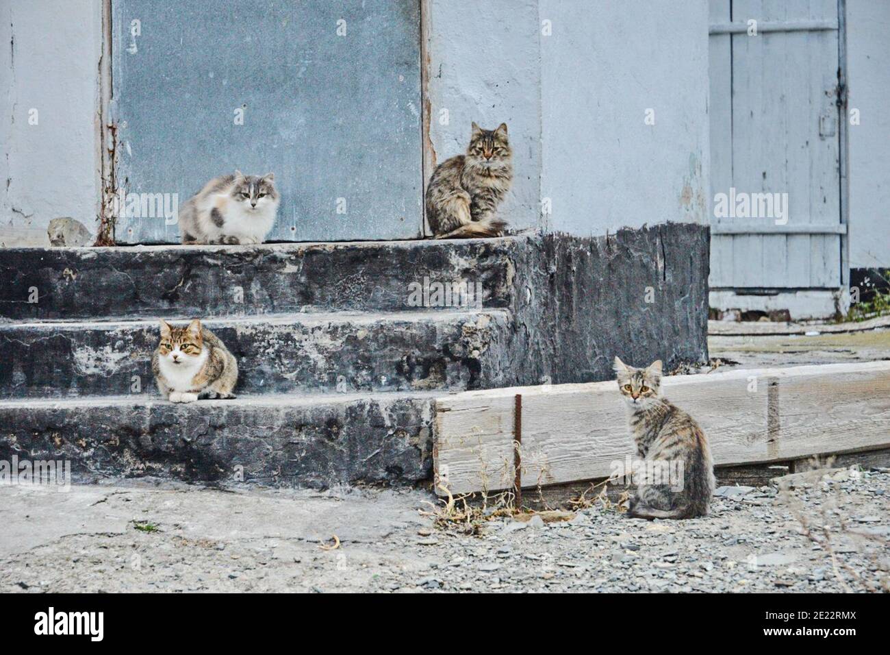Bombay cats hi-res stock photography and images - Alamy
